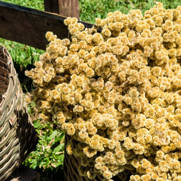 Chá de marcela: Benefícios e como fazer