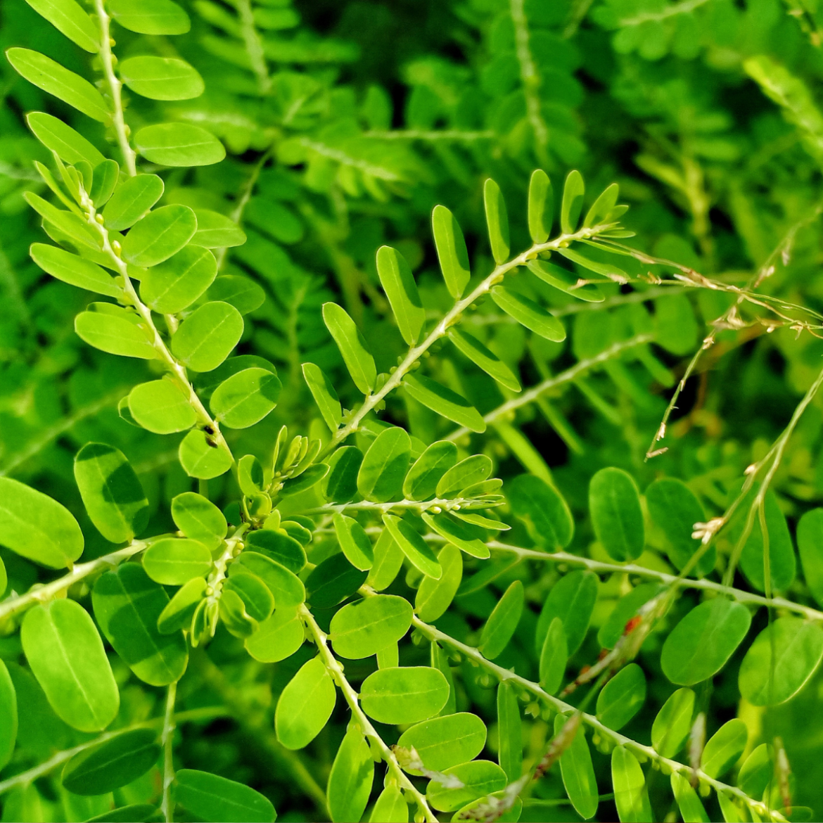 Quebra pedra: para que serve e como usar